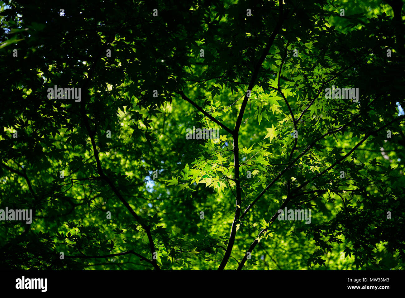 Mount takao tokyo hi-res stock photography and images - Alamy