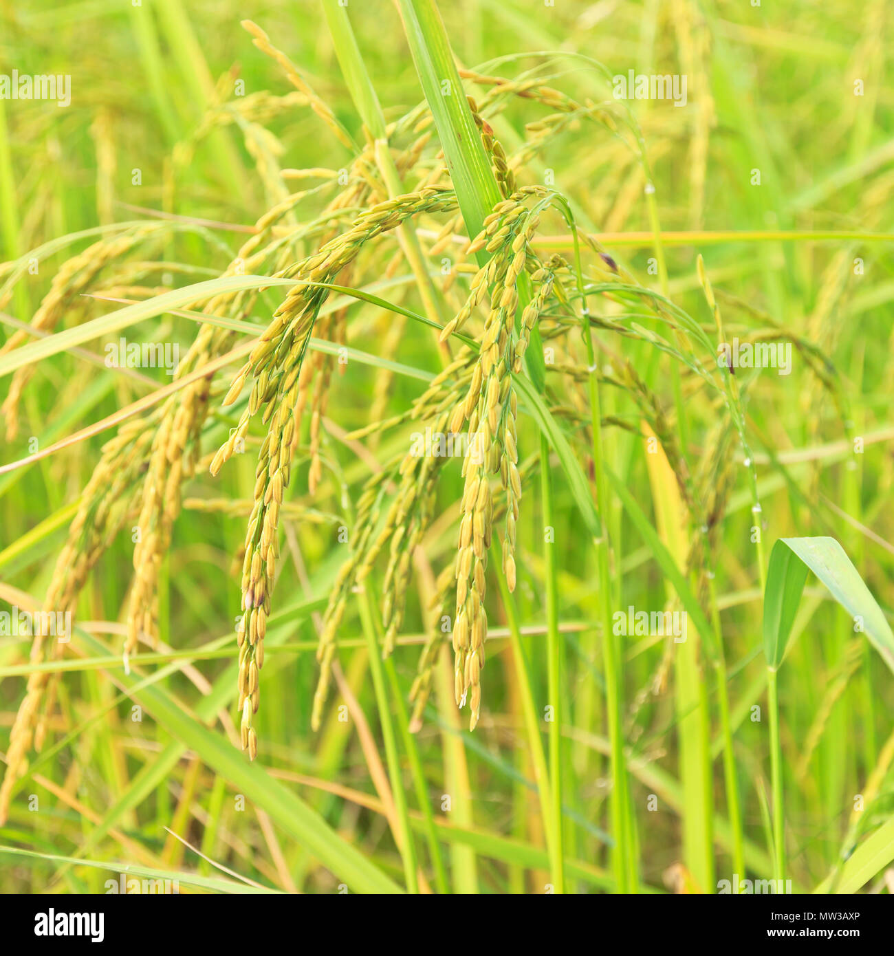 Gold rice plant in rice field Stock Photo - Alamy