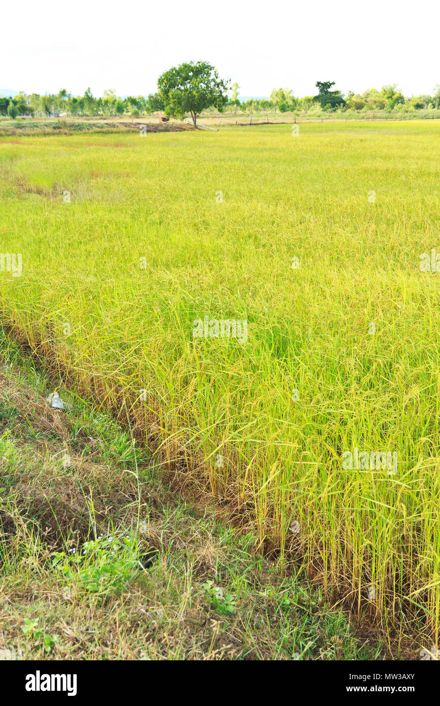 Gold rice plant in rice field Stock Photo - Alamy