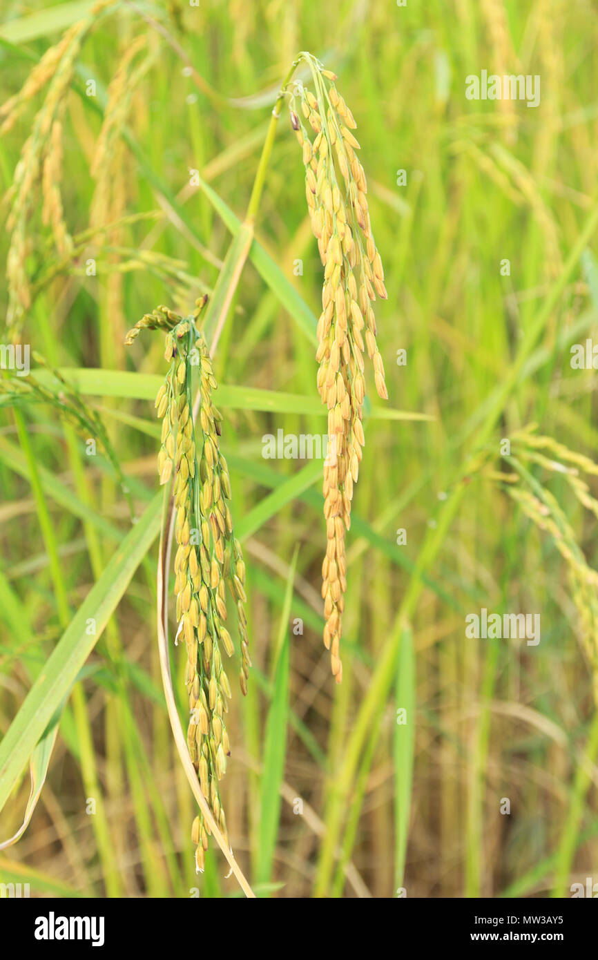 Gold rice plant in rice field Stock Photo - Alamy