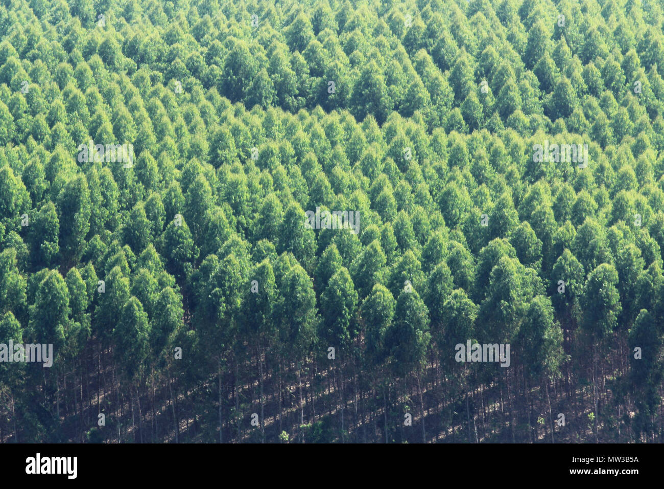 Flourishing wildlife hi-res stock photography and images - Alamy