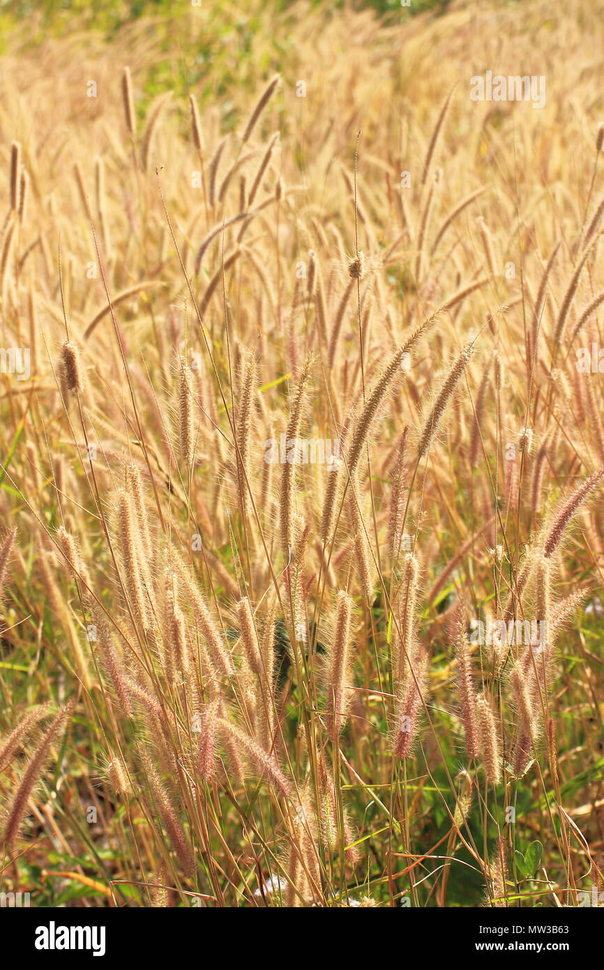 Wild grass at wind background Stock Photo - Alamy