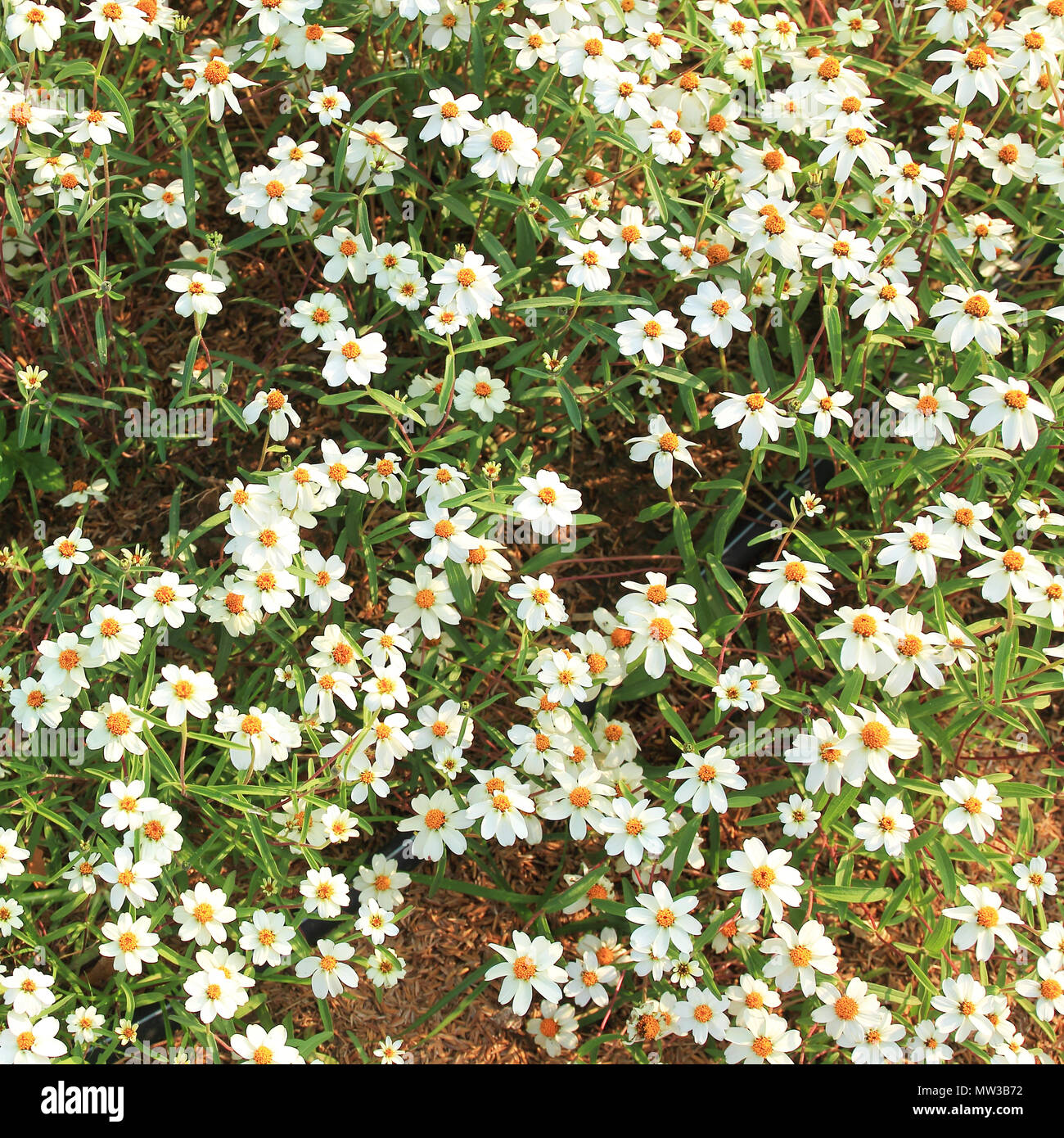 Small white flowers background Stock Photo - Alamy