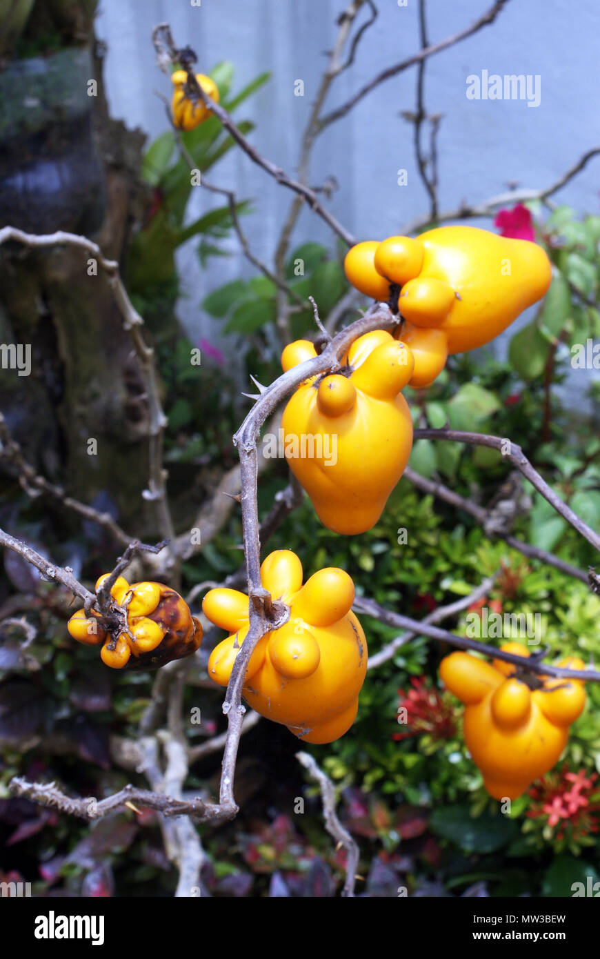 Mickey Mouse fruit Stock Photo - Alamy