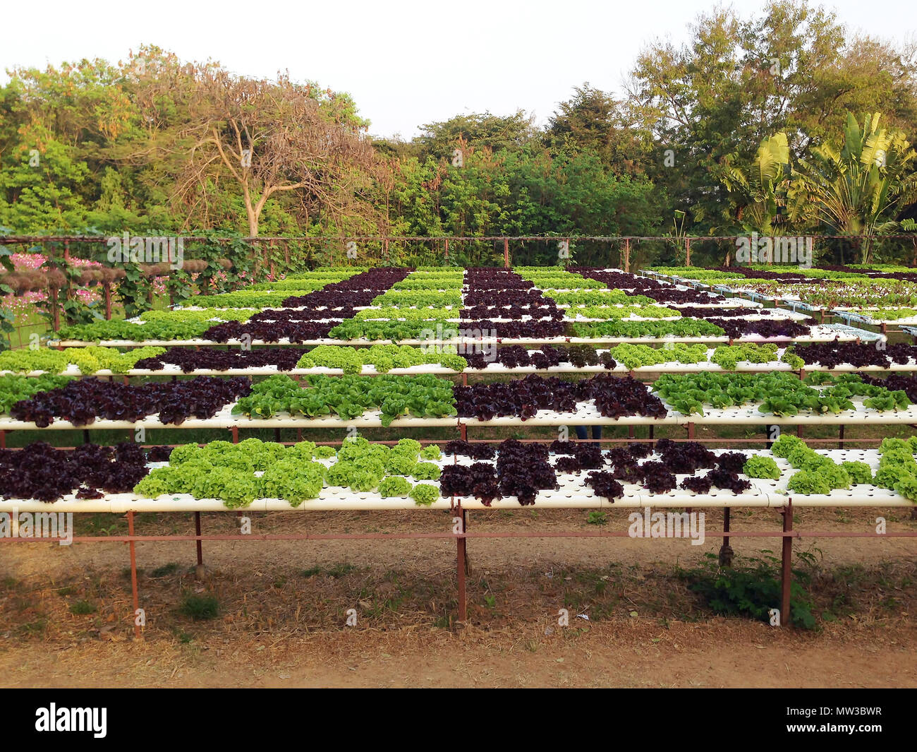 Organic hydroponic vegetable cultivation farm Stock Photo - Alamy