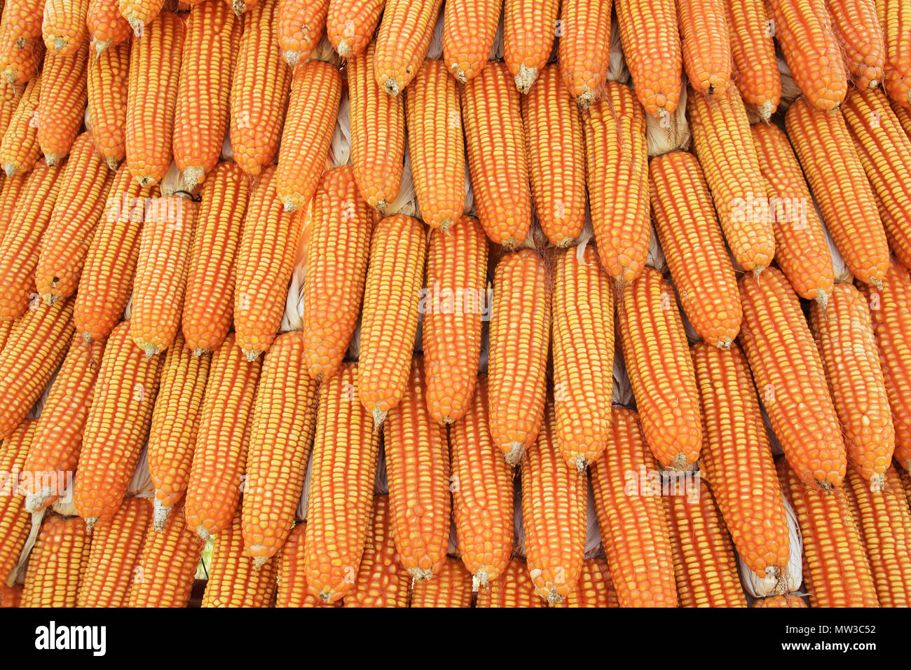 Wallpaper sweetcorn hi-res stock photography and images - Alamy