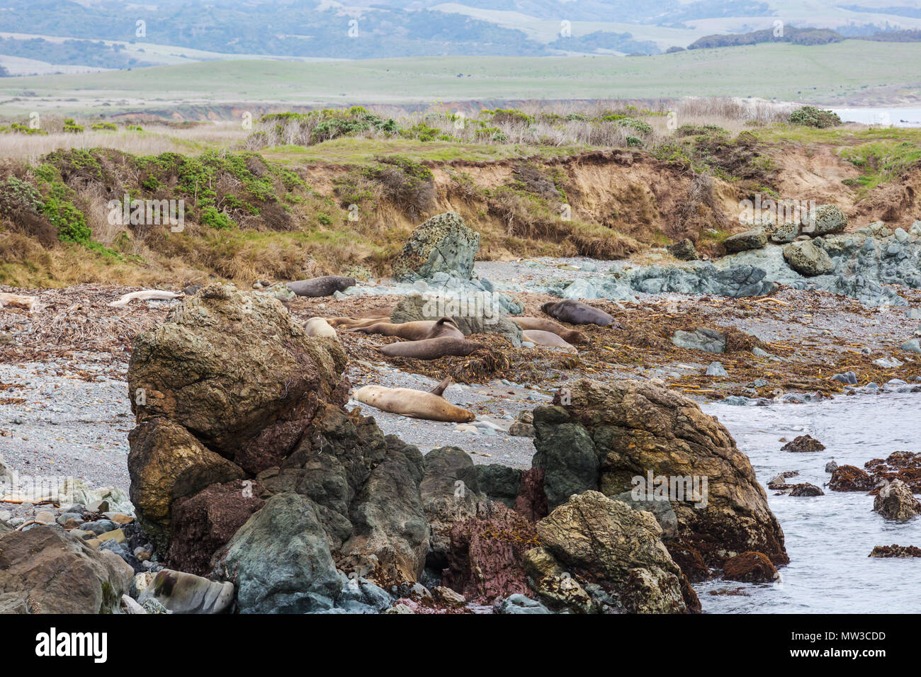 Pretty relaxing elephant seals on the beach, California, USA Stock ...