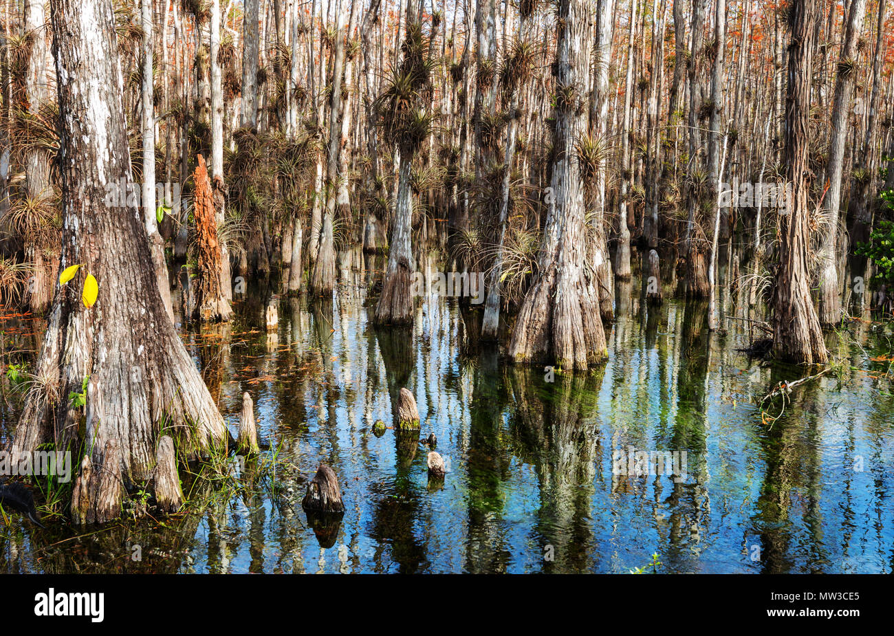 Mangrove swamp florida cypress hi-res stock photography and images - Alamy