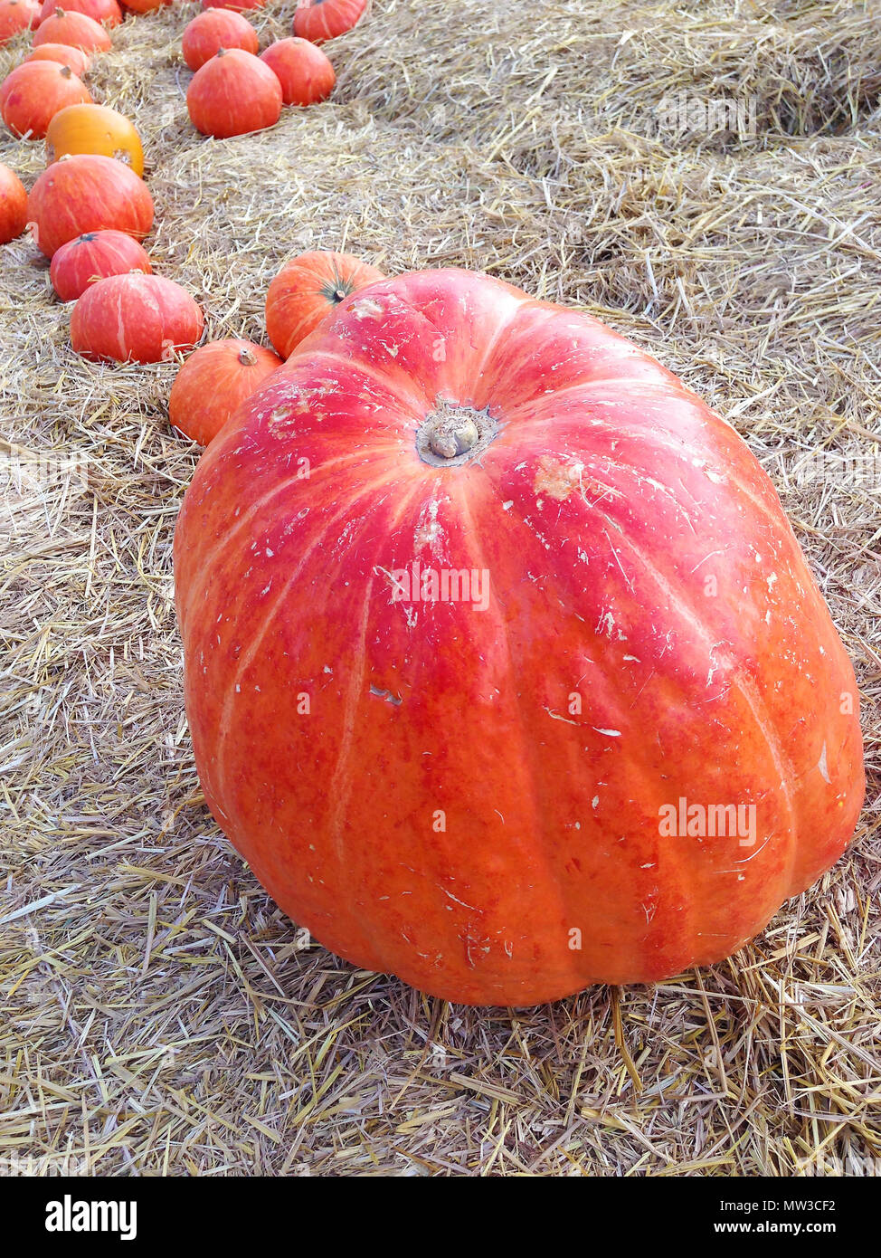 Giant pumpkin farming hi-res stock photography and images - Alamy