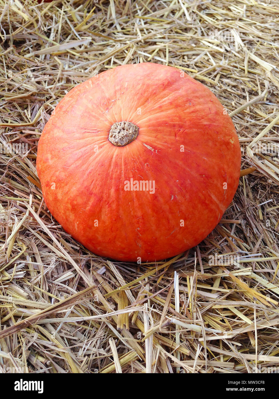Giant pumpkin farming hi-res stock photography and images - Alamy