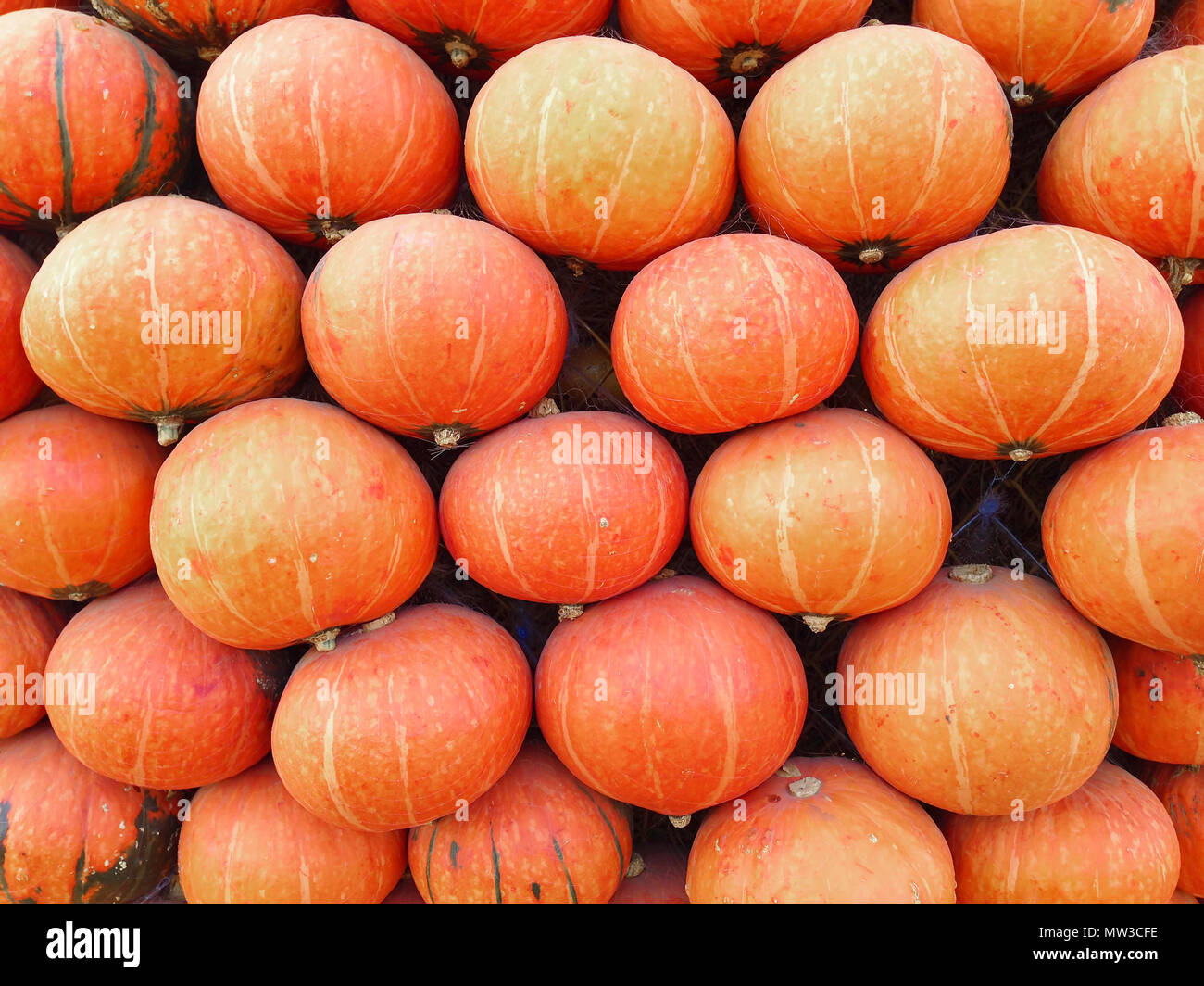 Giant pumpkins in farm with background Stock Photo - Alamy