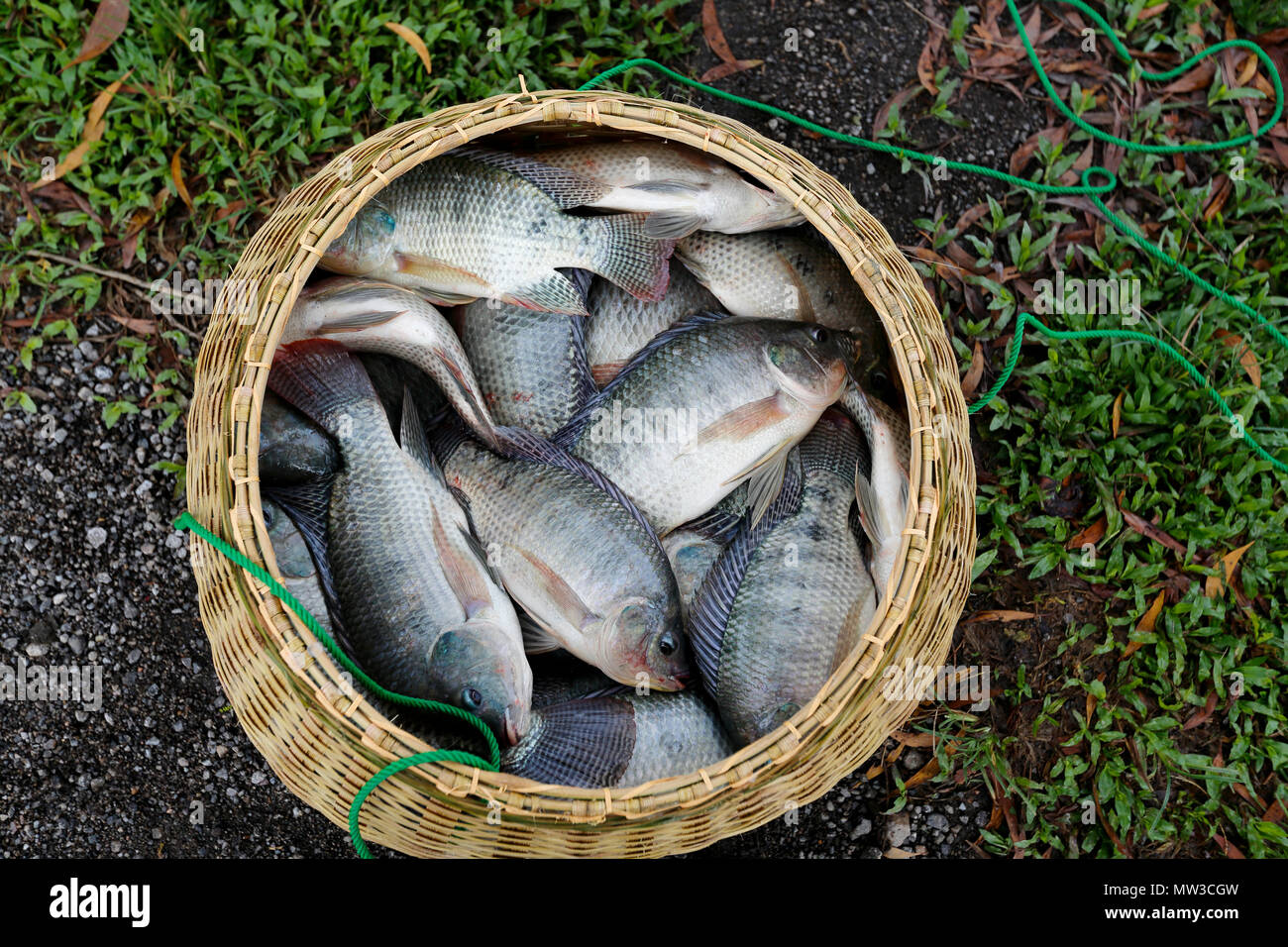 Freash water fish farming, Gowainghat, Bangladesh Stock Photo - Alamy
