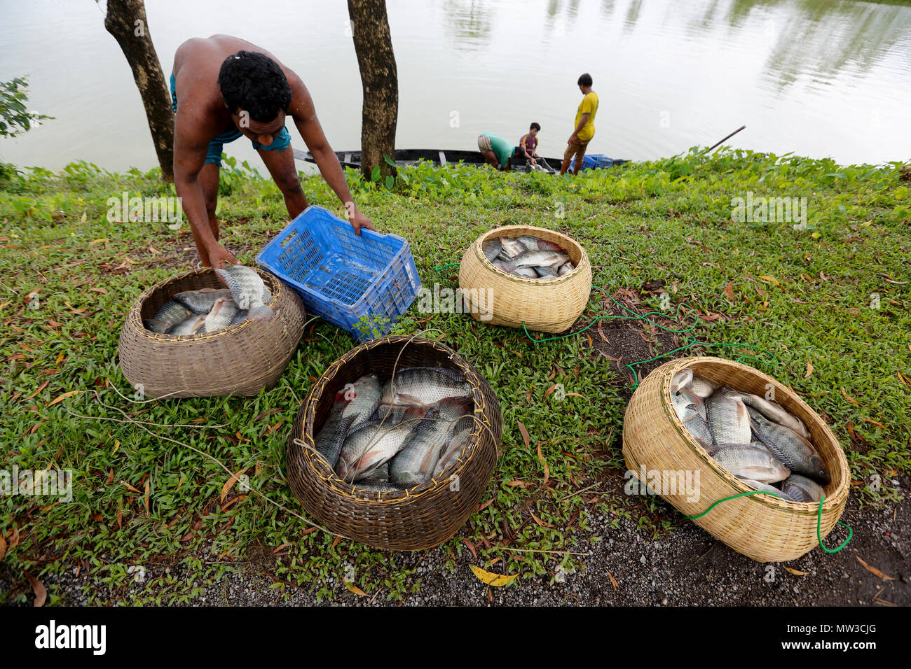 Freash water fish farming, Gowainghat, Bangladesh Stock Photo - Alamy