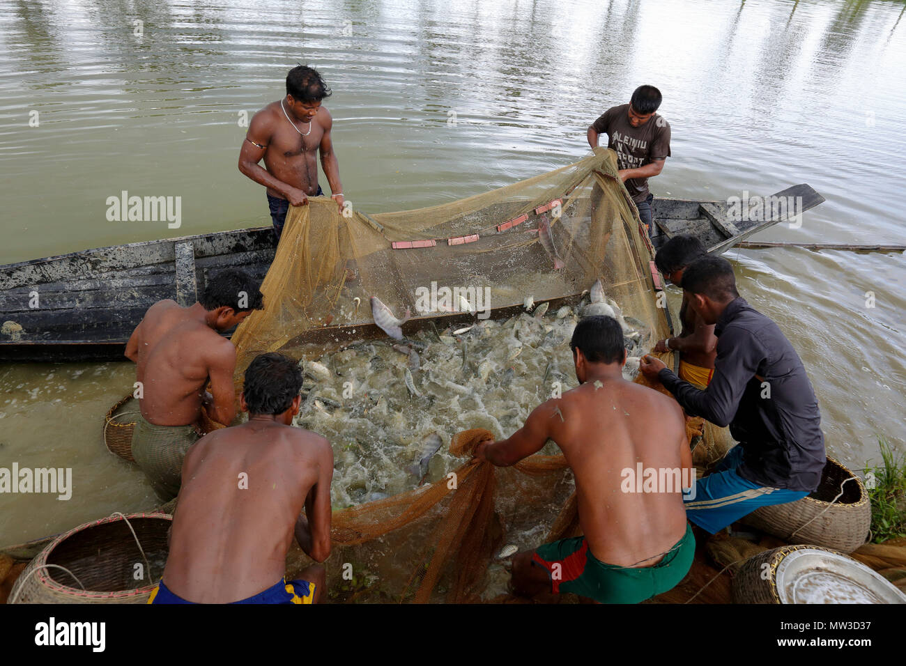 Fish farm aquaculture bangladesh hi-res stock photography and images ...