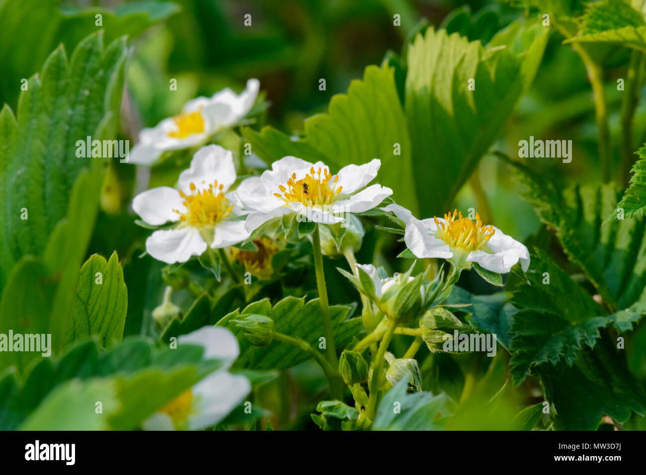 Strawberry flower buds hi-res stock photography and images - Alamy