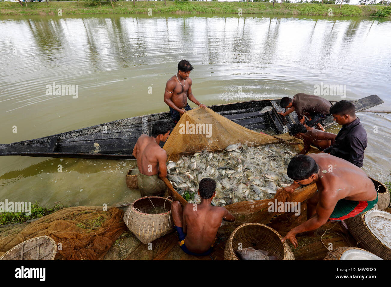 Fish farm aquaculture bangladesh hi-res stock photography and images ...