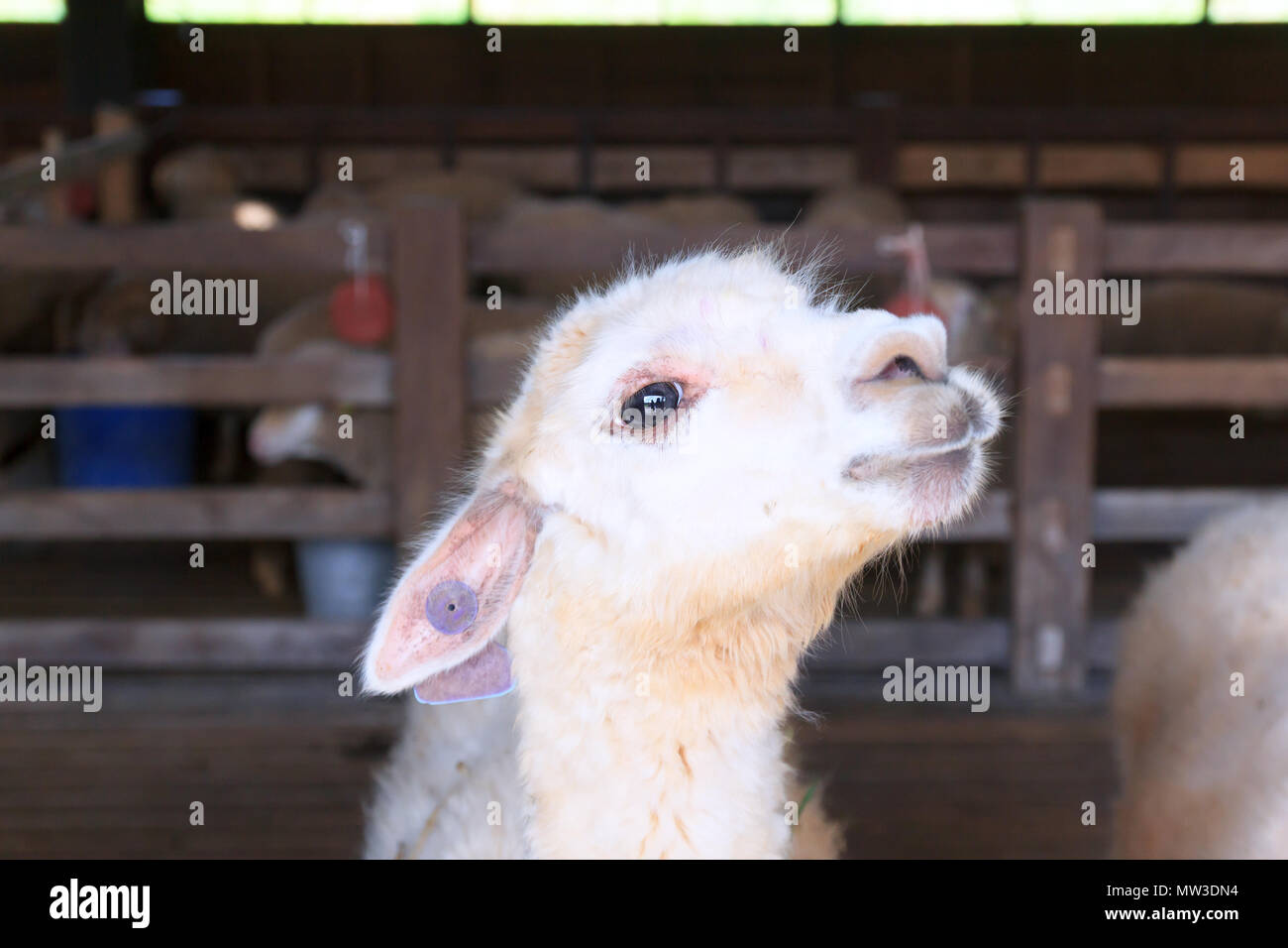 Alpaca and sheep hi-res stock photography and images - Alamy