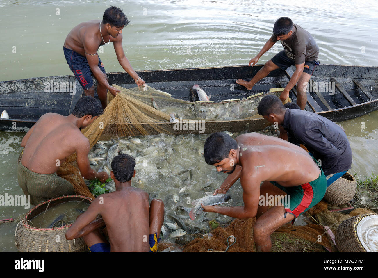 Fish farm aquaculture bangladesh hi-res stock photography and images ...