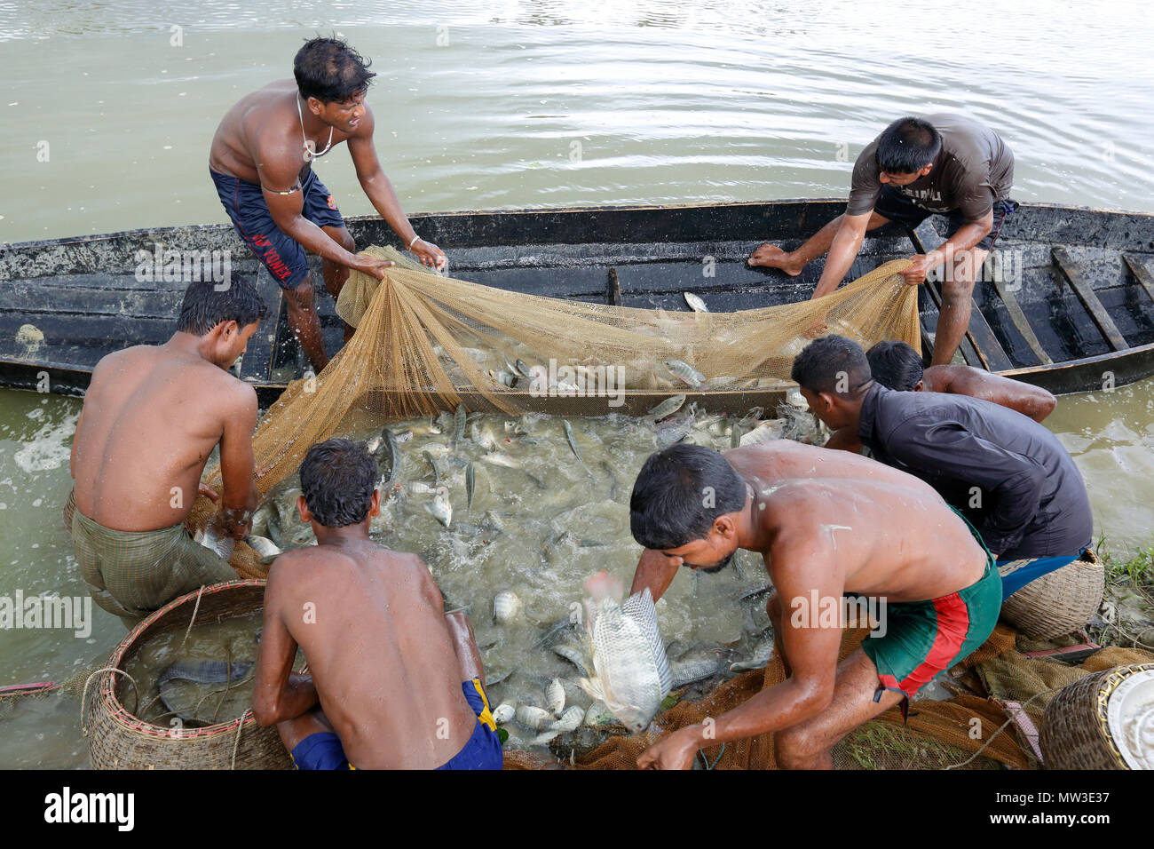 Fish farm aquaculture bangladesh hi-res stock photography and images ...