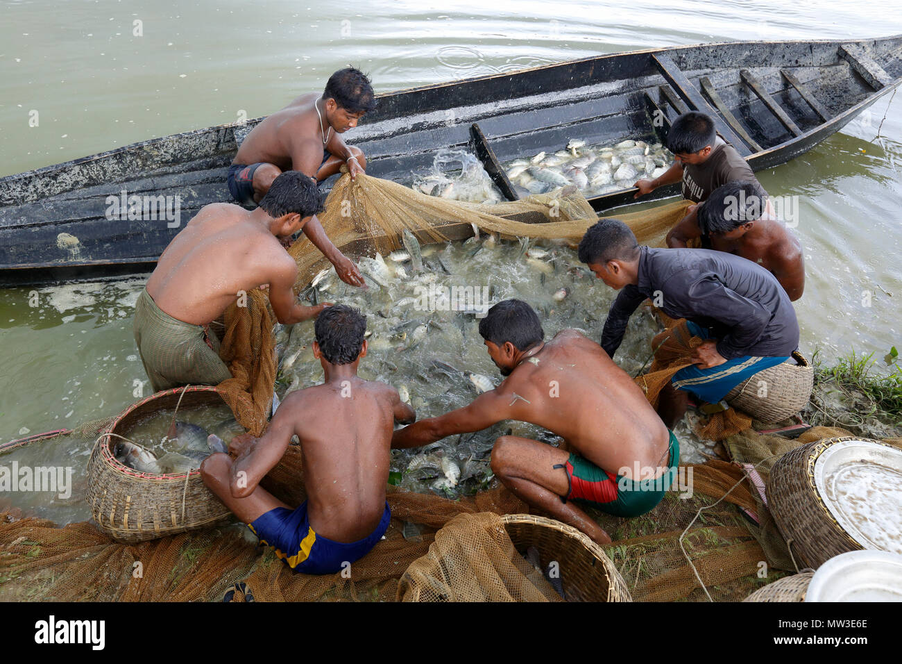 Fish farm aquaculture bangladesh hi-res stock photography and images ...