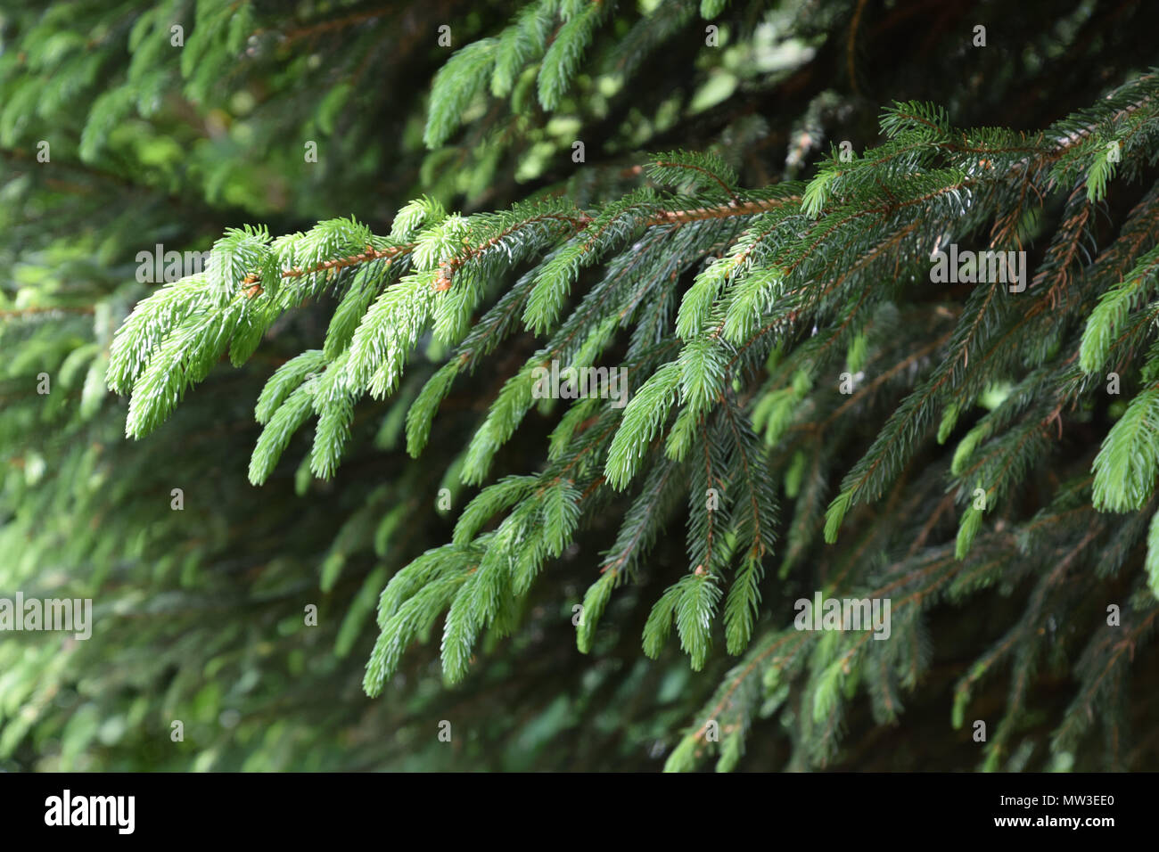 Redwood sprout hi-res stock photography and images - Alamy