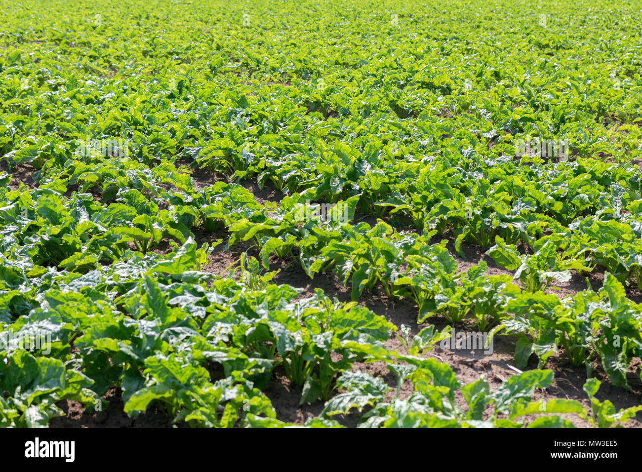 Sugar beet field. Green sugar beets in the ground Stock Photo - Alamy