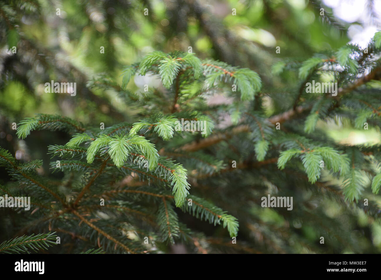 conifer with new shoots on branches in early spring Stock Photo - Alamy