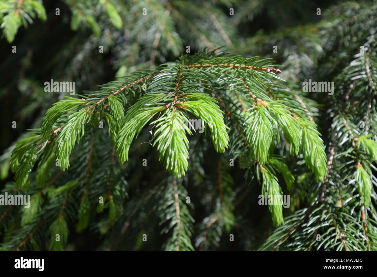 branches of conifer with young sprouts in springtime Stock Photo - Alamy