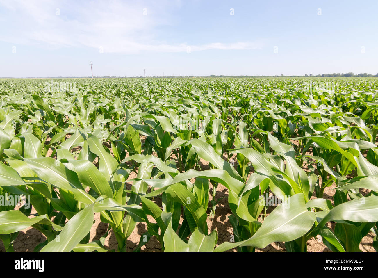 Green Corn Field. Green corn growing on the field, blue sky and sun ...
