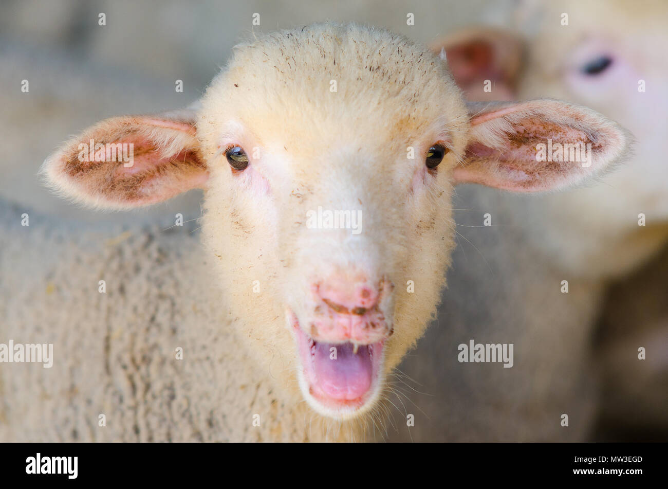 Face beautiful little white lamb hi-res stock photography and images ...