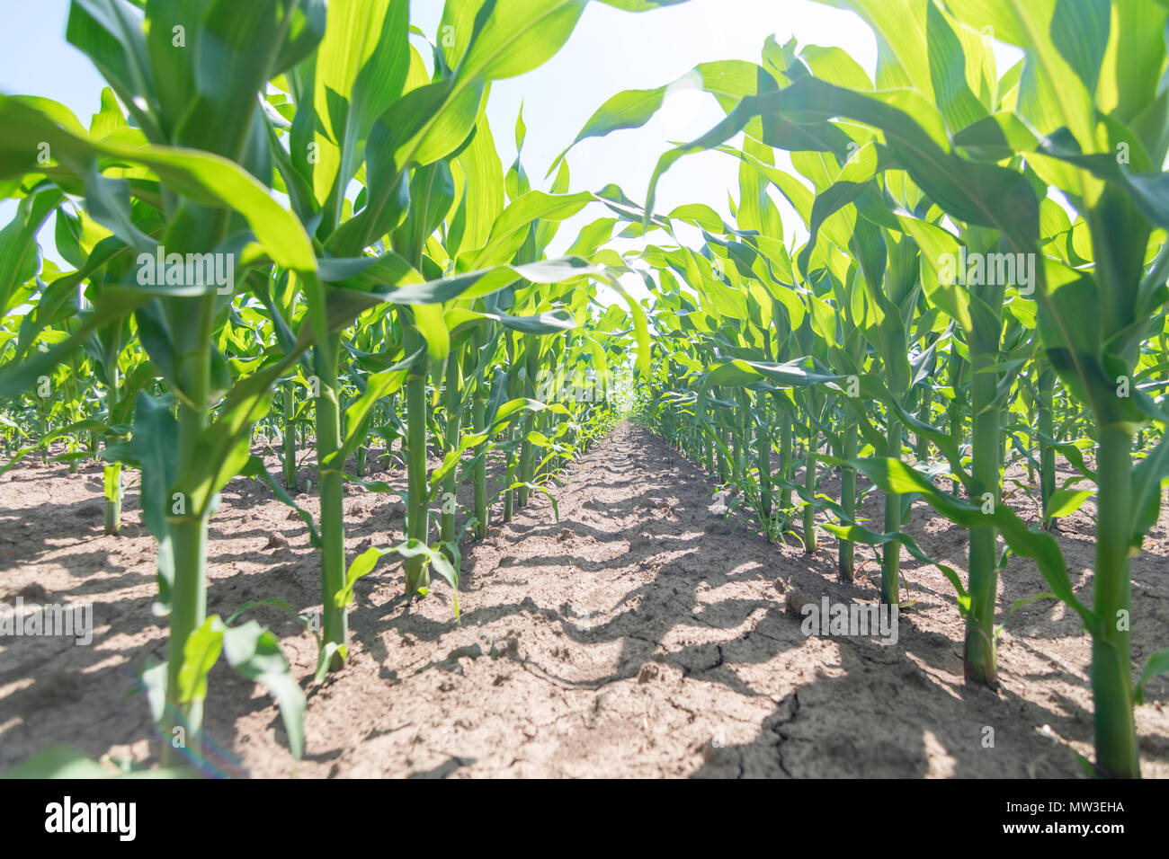 Green corn growing on the field. Green Corn Plants Stock Photo - Alamy