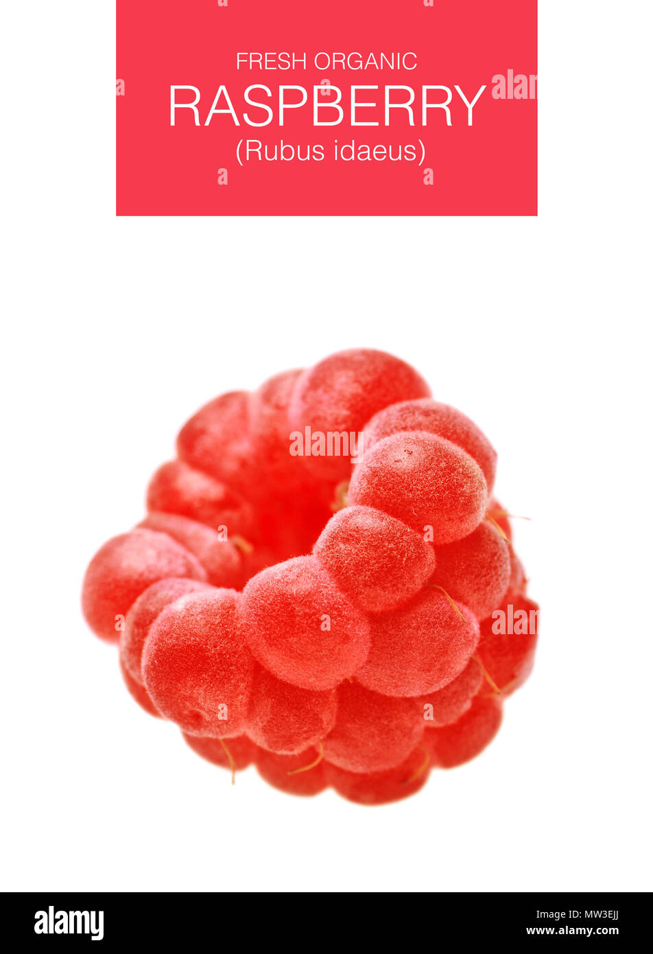 raspberry on white background Stock Photo - Alamy