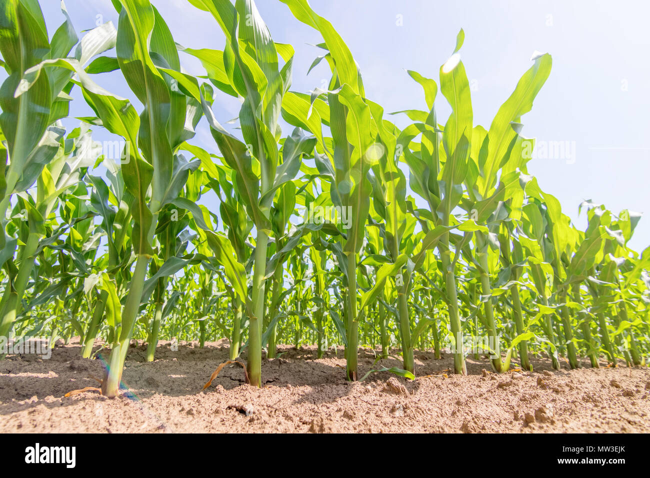 Green corn growing on the field. Green Corn Plants Stock Photo - Alamy