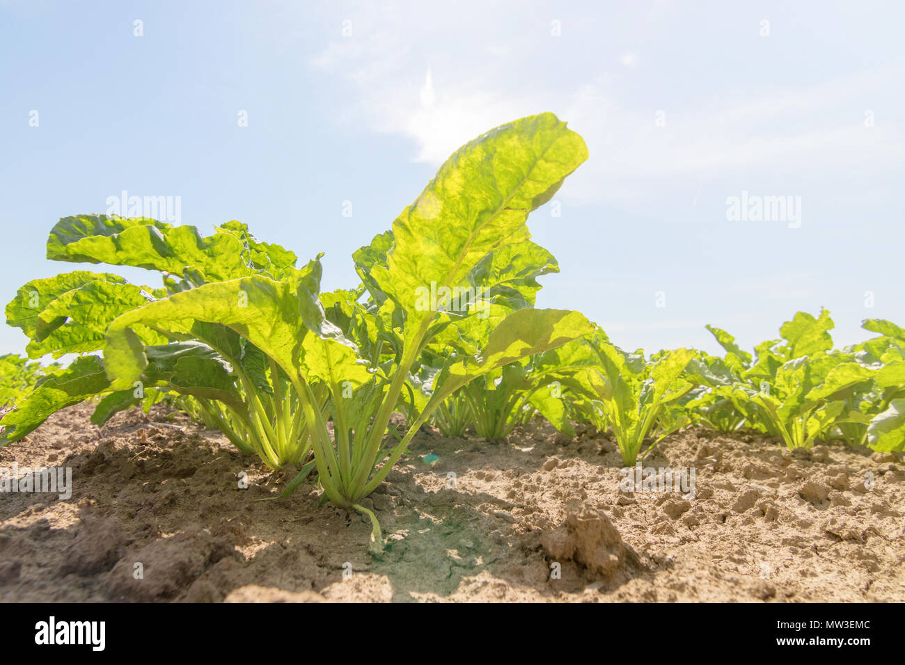 Beetroot In The Ground High Resolution Stock Photography and Images - Alamy