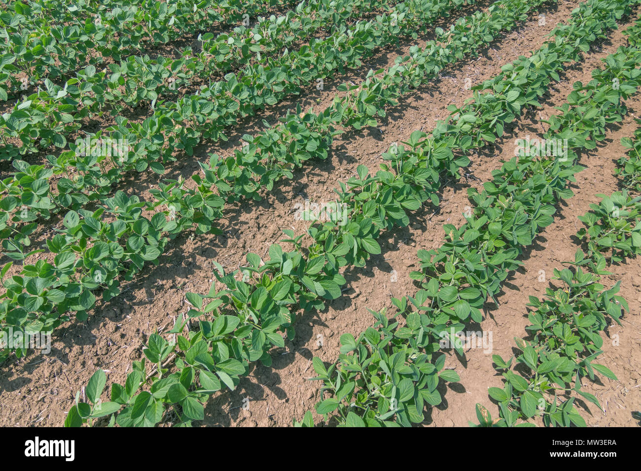 Green ripening soybean field. Rows of green soybeans. Soy plantation ...