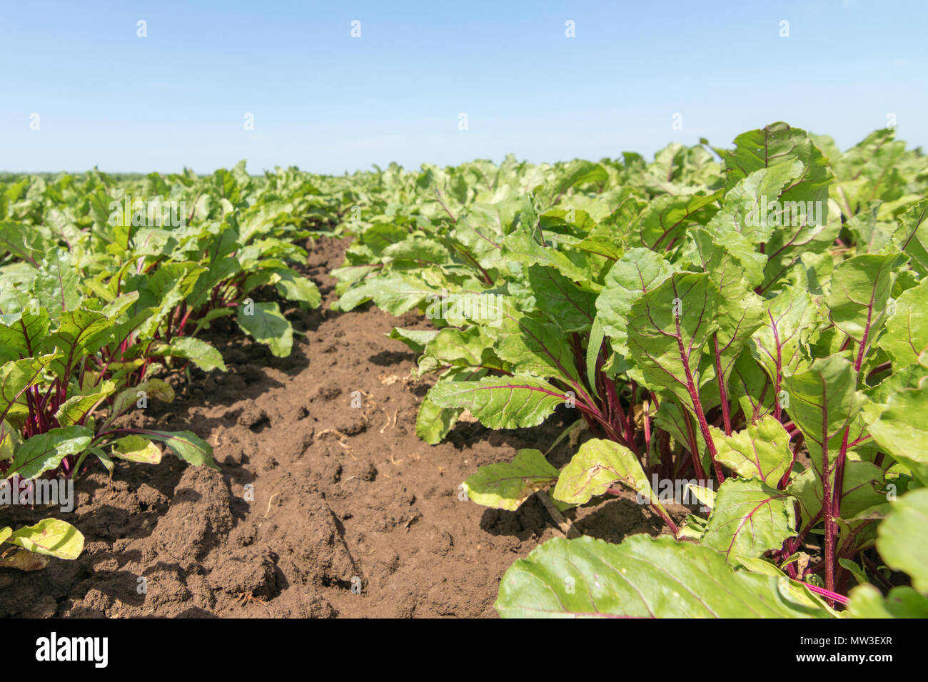 Field of the red beetroot. Young green beetroot plants Stock Photo - Alamy