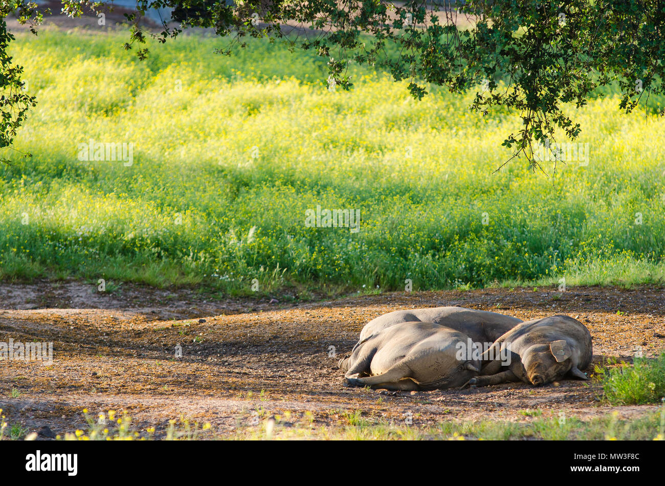 Pig in shade hi-res stock photography and images - Alamy