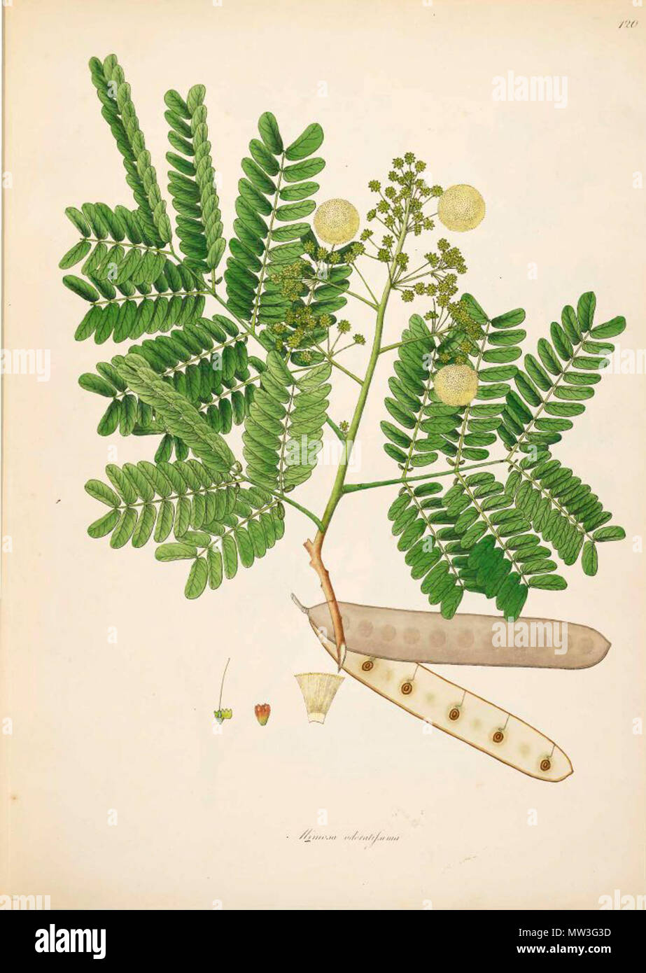 Sir joseph banks drawings hi-res stock photography and images - Alamy