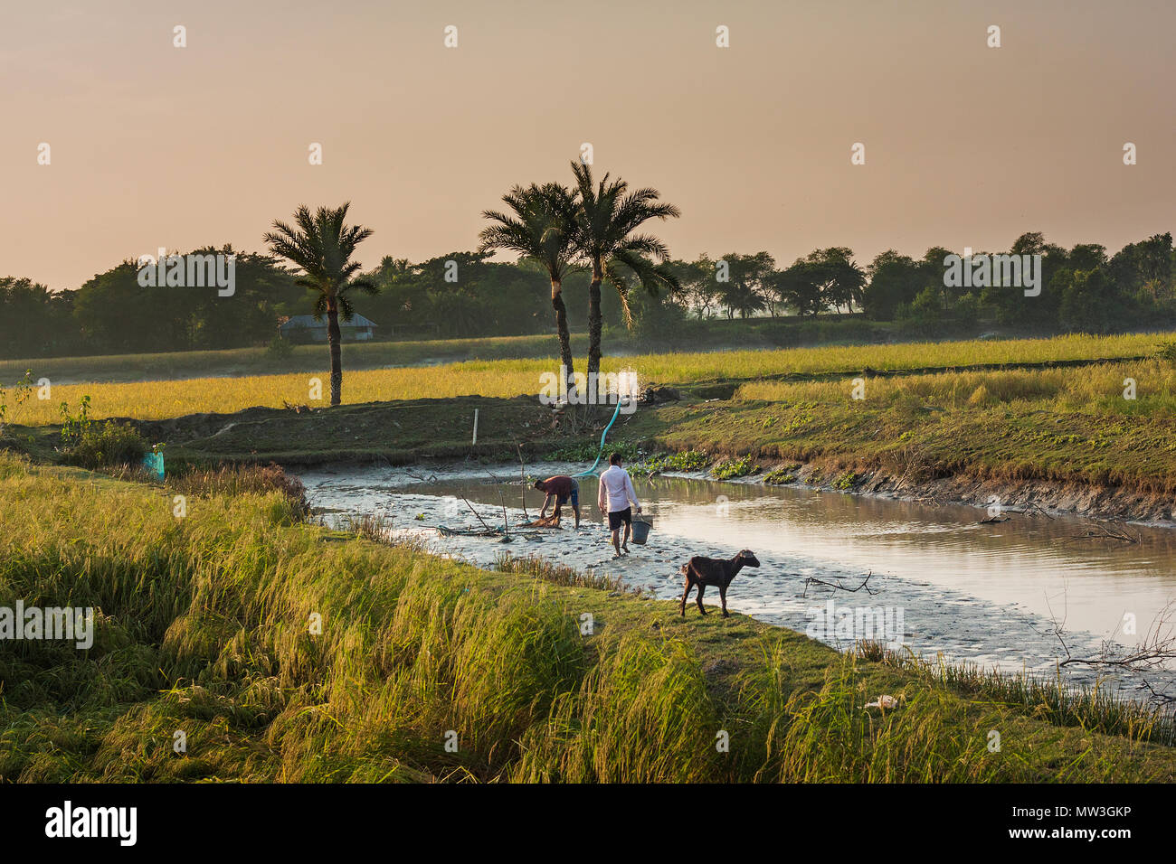 Fishermen catch fish in a pond. Khulna, Bangladesh Stock Photo - Alamy