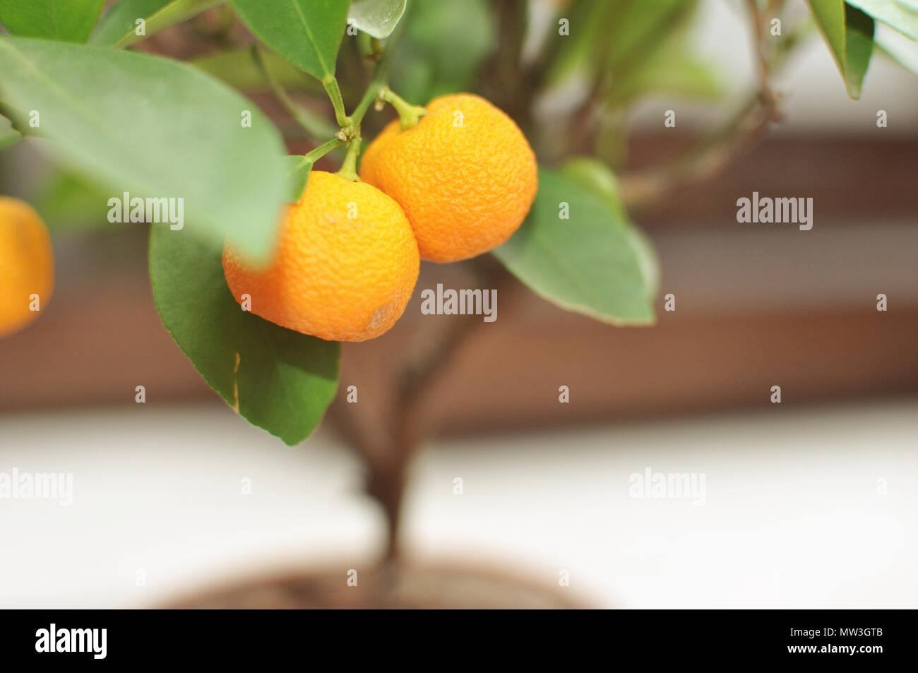 Two mandarins hi-res stock photography and images - Alamy