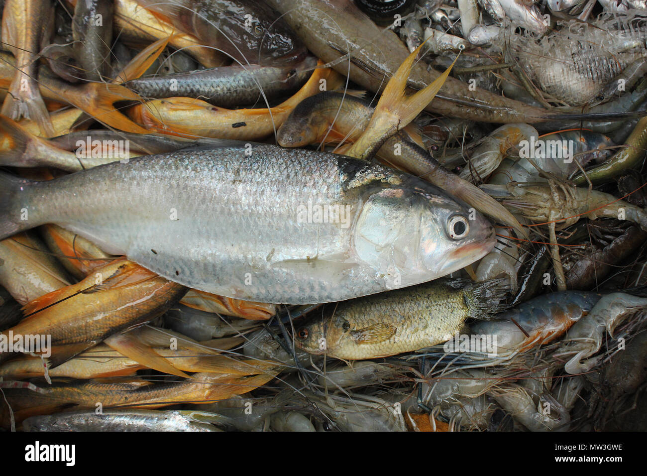 Bangladeshi fish hi-res stock photography and images - Alamy
