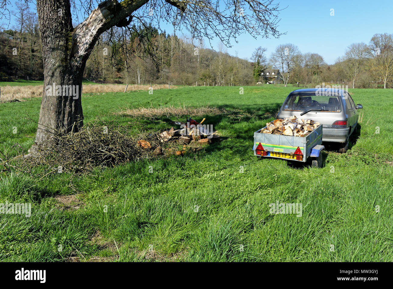 Perry pear branch torn off by a storm. Bucking of the branch for ...