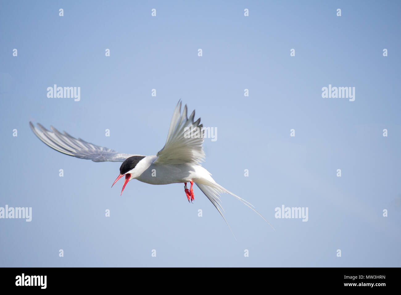 Arctic Tern in flight Stock Photo - Alamy