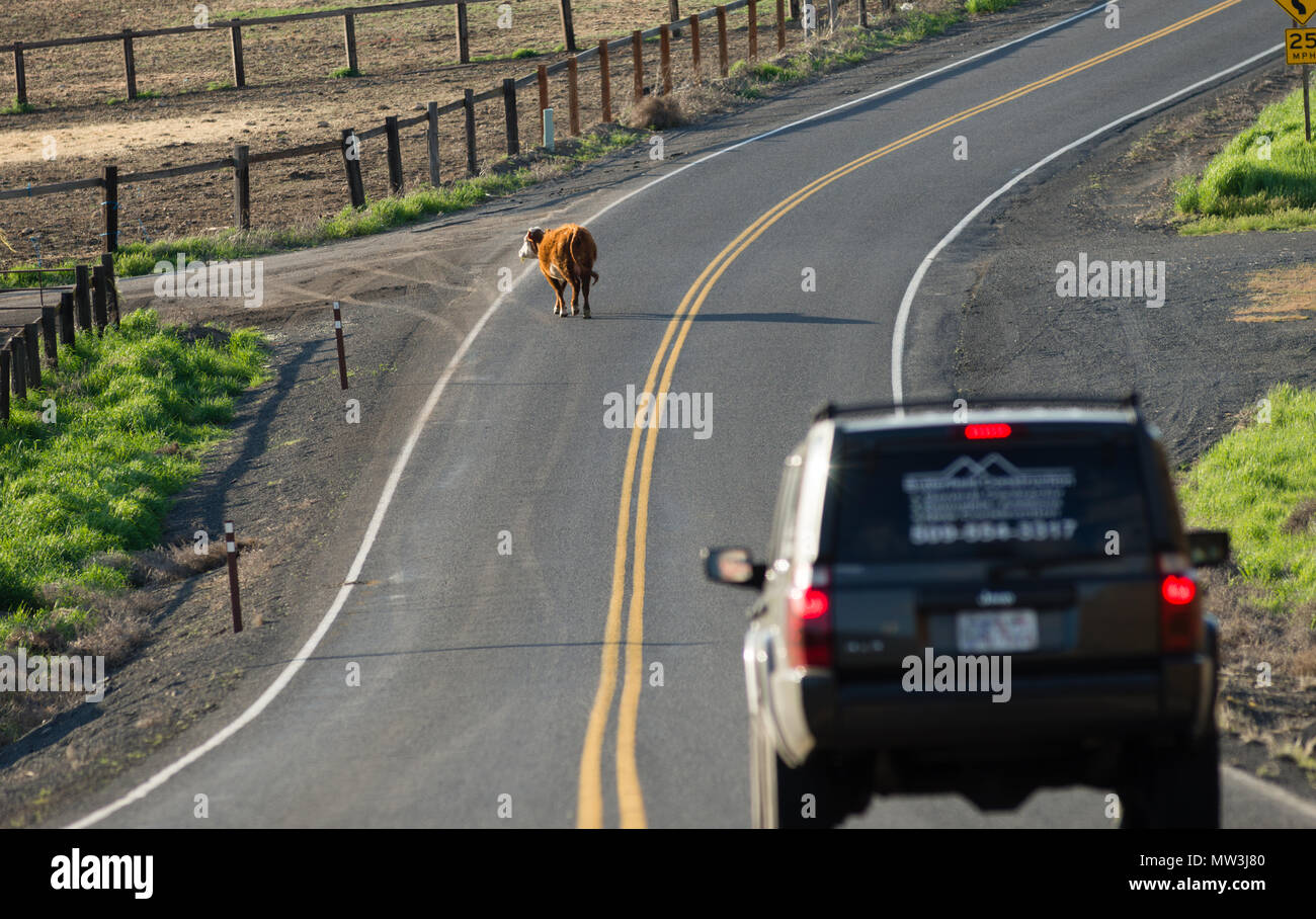 A driver encounters a cow wandering down the road and must slow down to ...