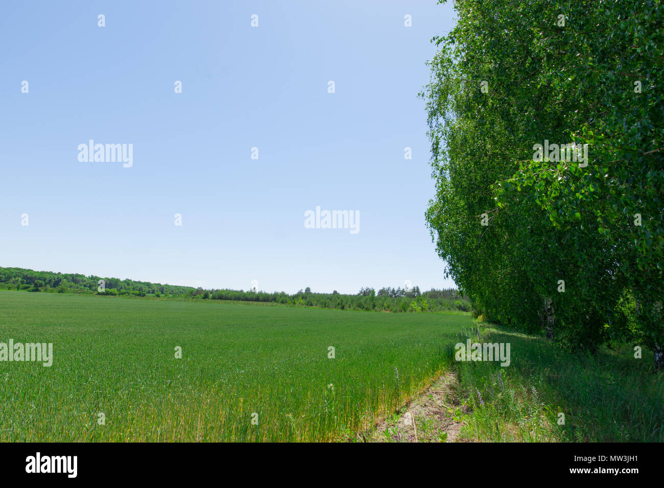 foreground leaves of a birch wheat field background Stock Photo - Alamy