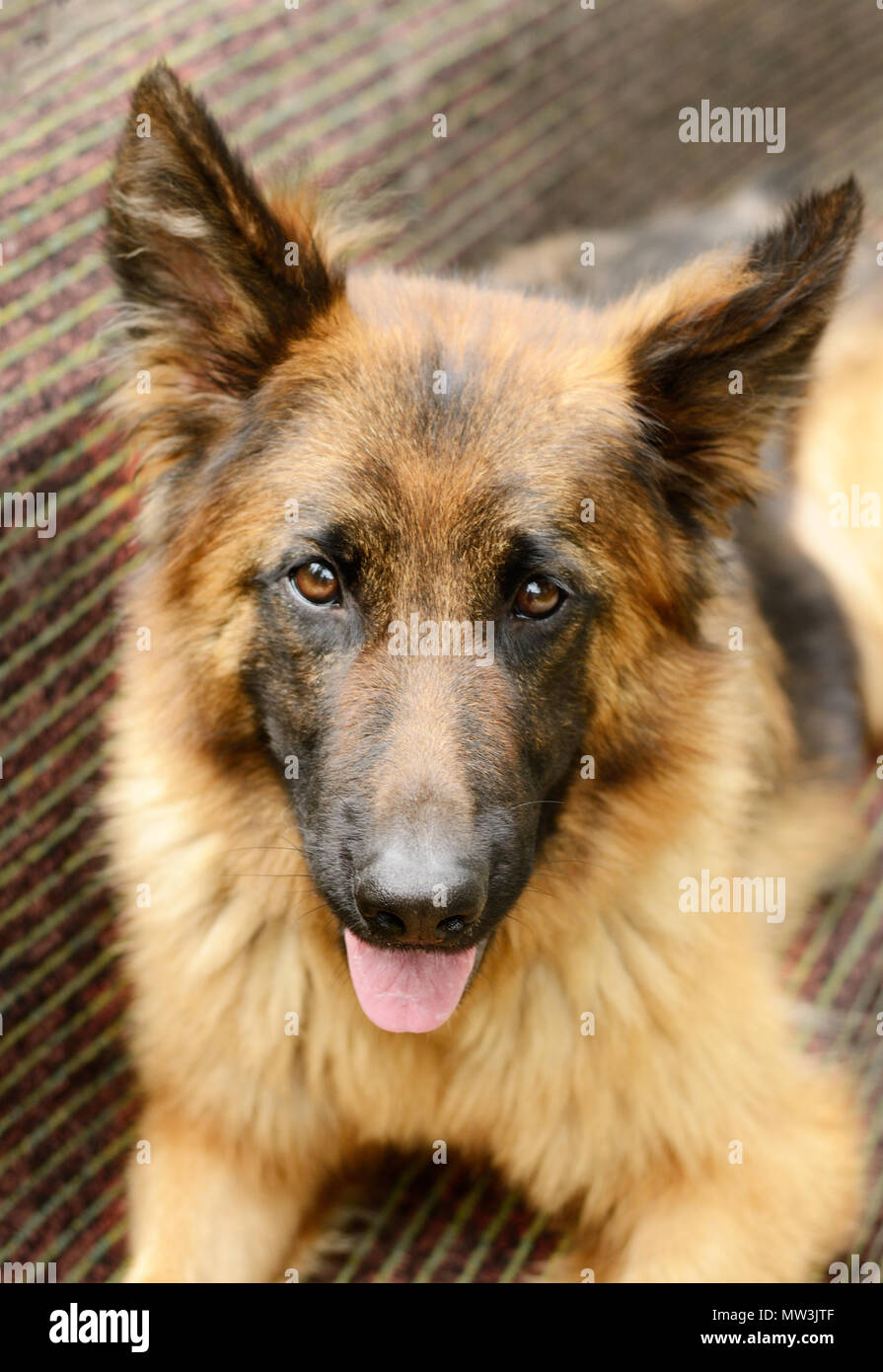 CLose-up portrait of Young Fluffy Dog Breed German Shepherd lying in ...