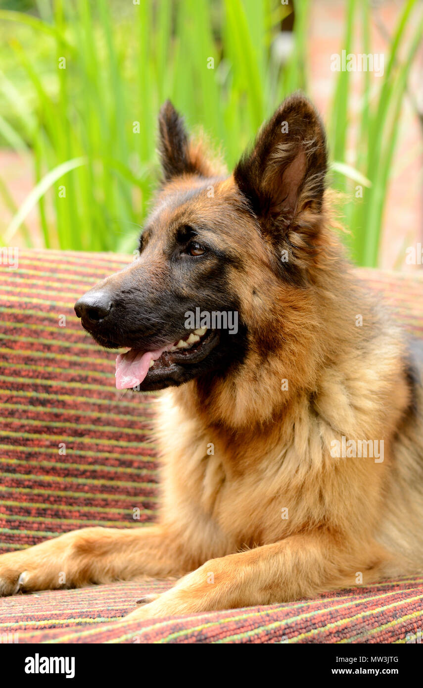 Young Fluffy Dog Breed German Shepherd lying in the garden outdoor ...
