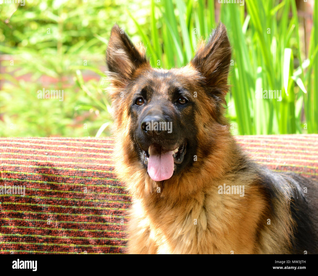 Young Fluffy Dog Breed German Shepherd lying in the garden outdoor ...