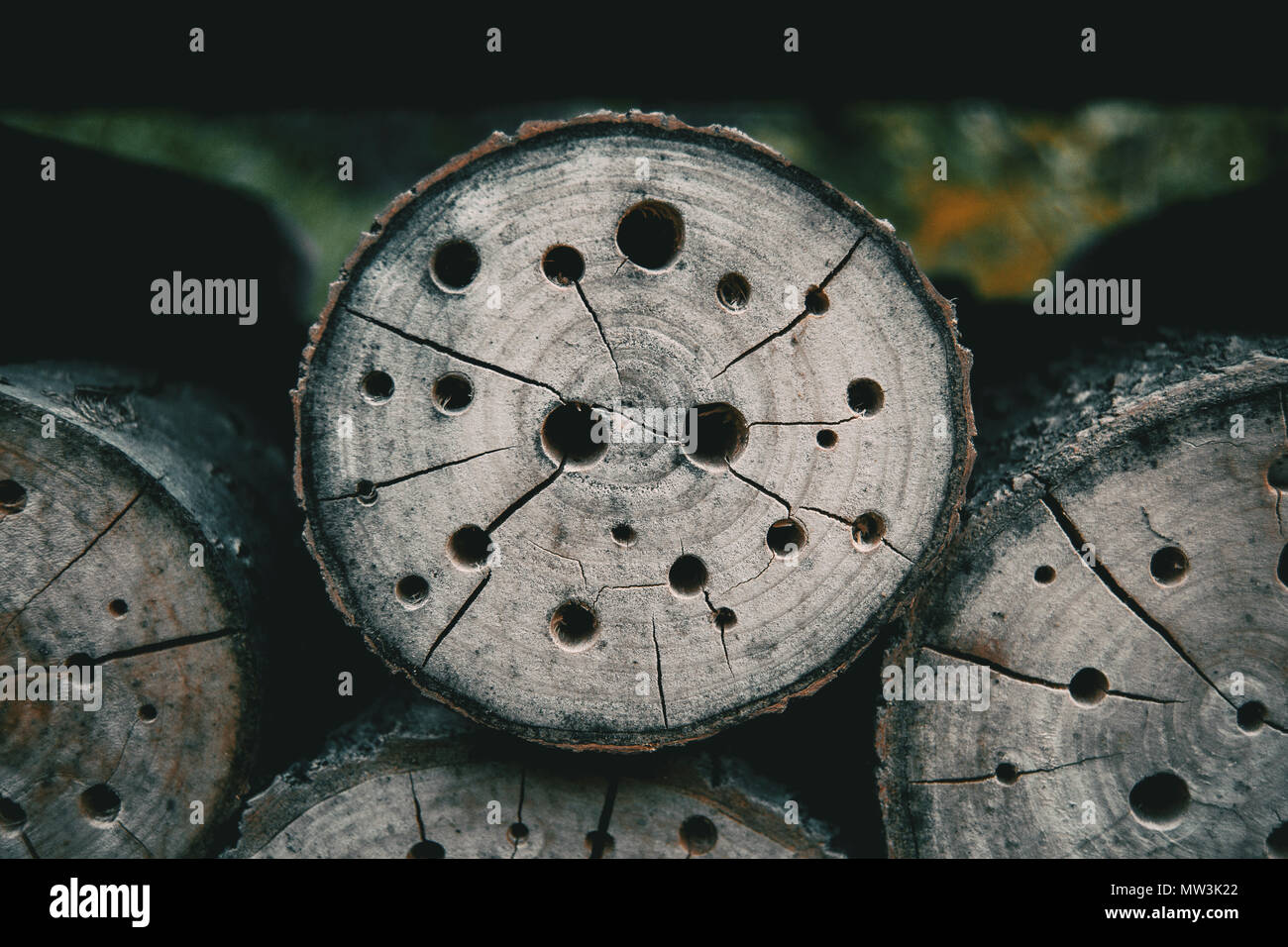 abstract texture with holes in a tree stump Stock Photo - Alamy