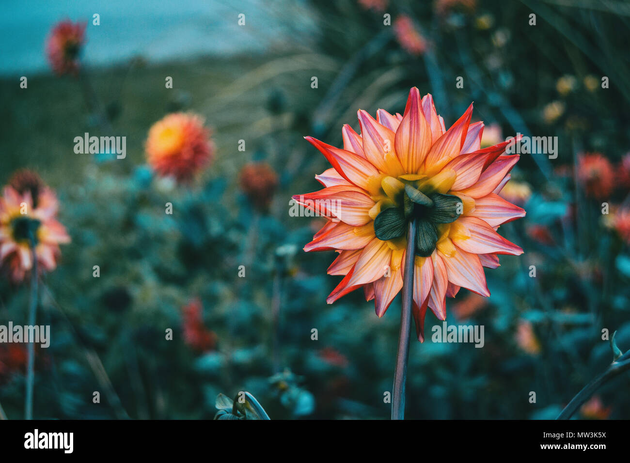 pink flower seen from behind in a garden Stock Photo - Alamy